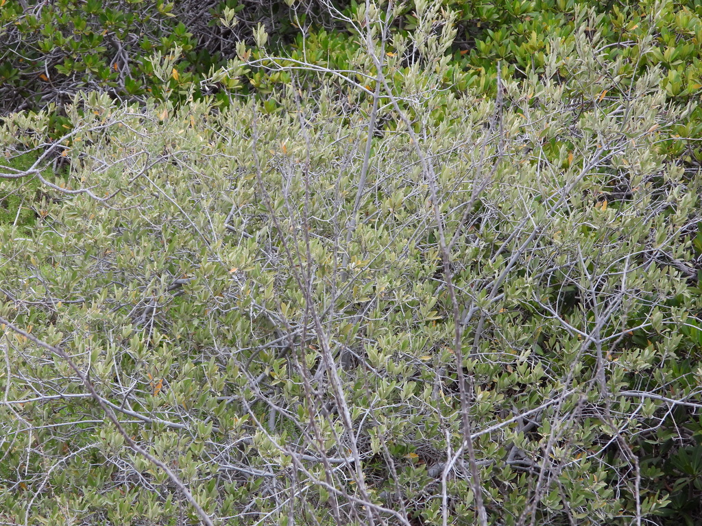 black mangrove from Loreto, B.C.S., México on April 30, 2023 at 05:00 ...