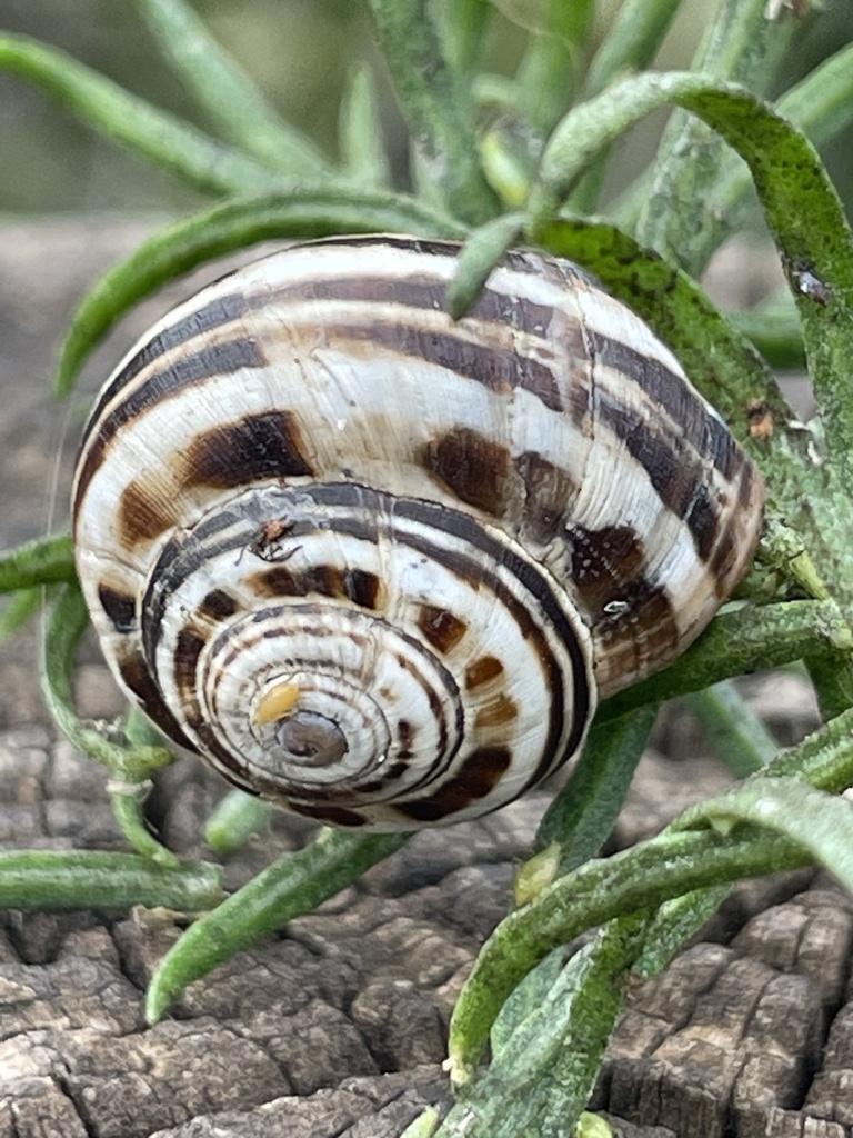 White Italian Snail from Frankston Waterfront Reserve, Frankston, VIC ...