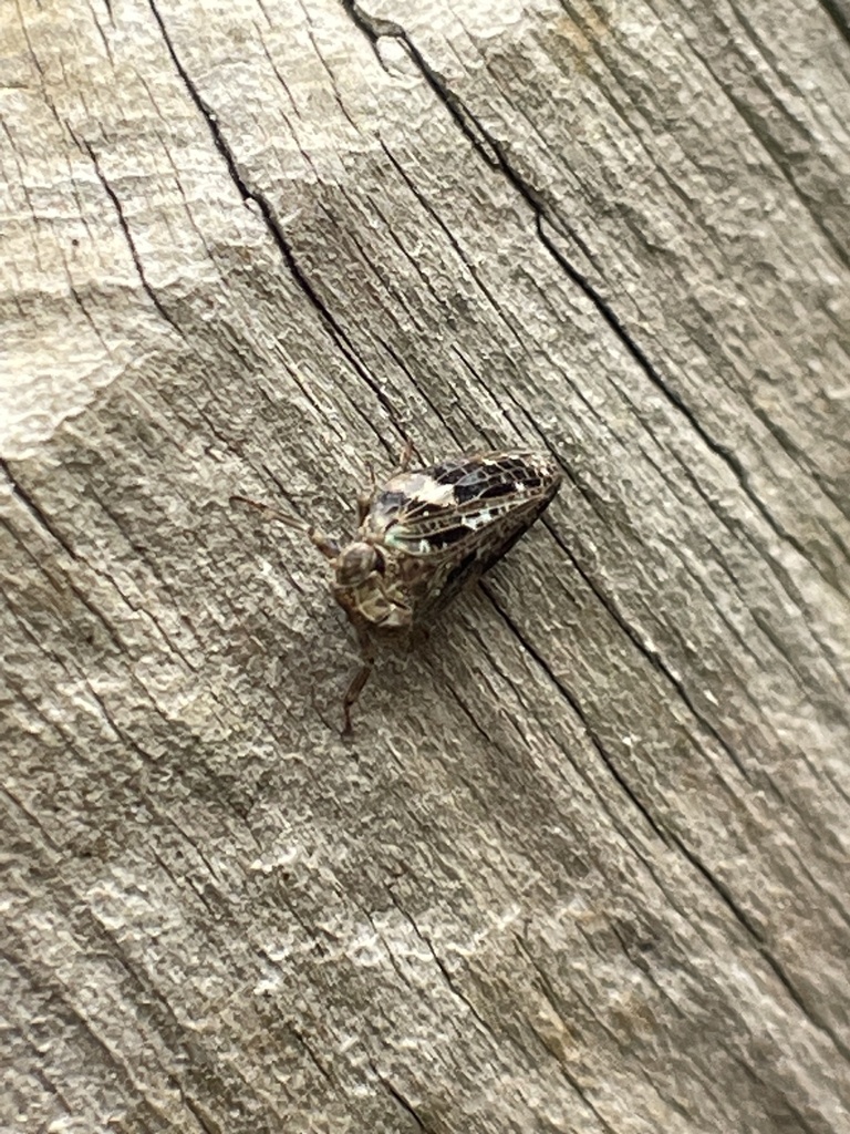 Chlamydopteryx sidnicus from Frankston Waterfront Reserve, Frankston ...