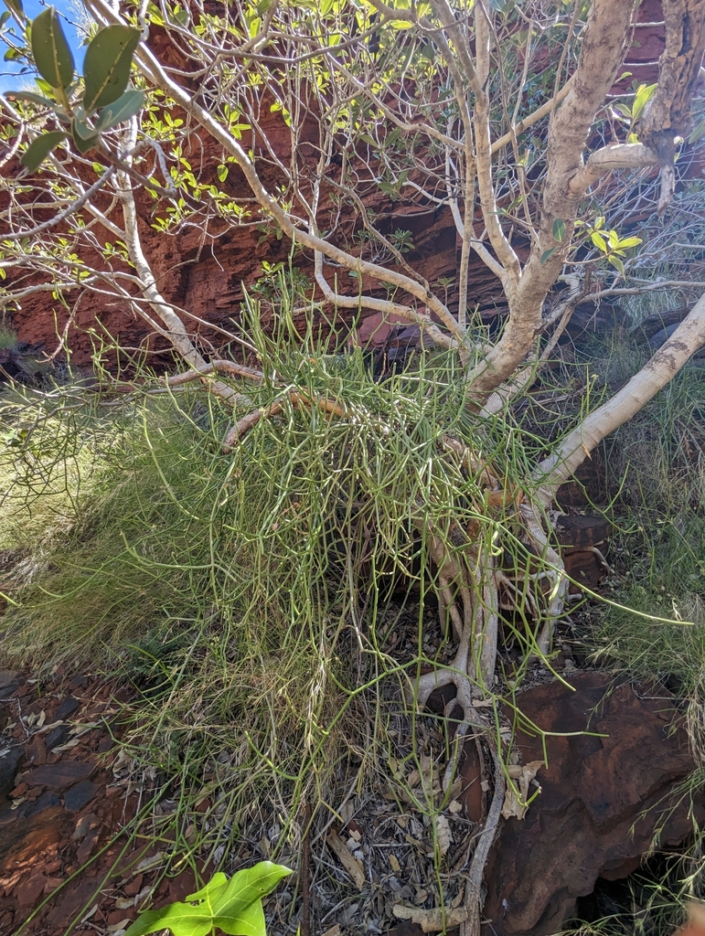 Caustic Vine from Karijini WA 6751, Australia on April 18, 2023 at 12: ...