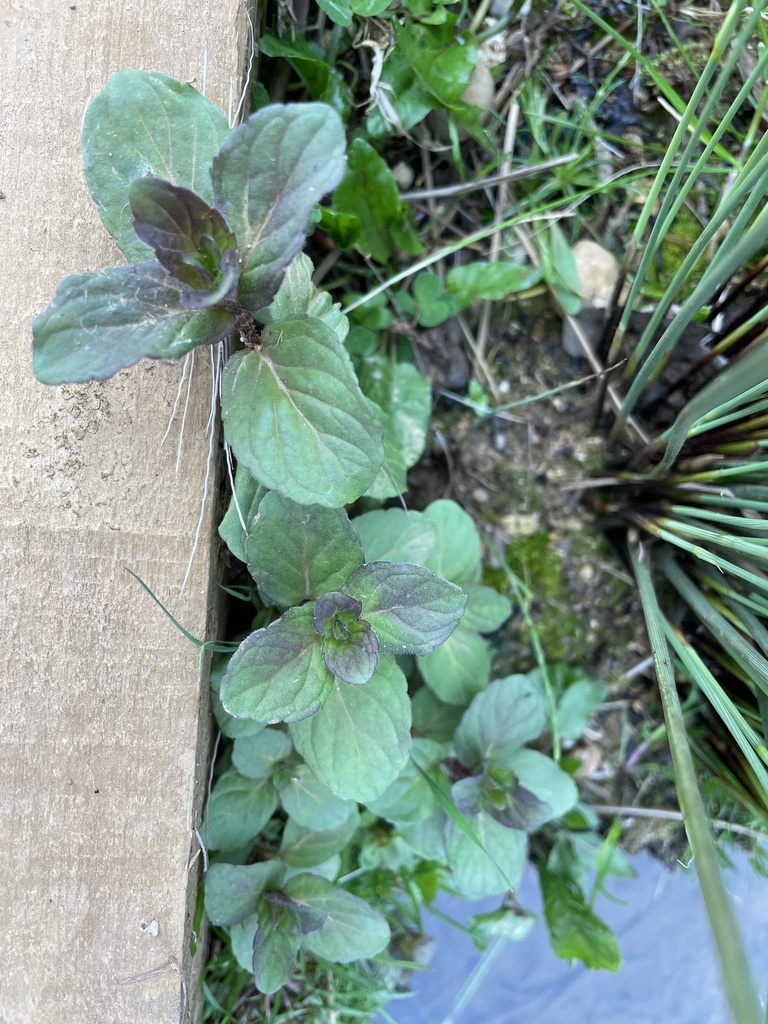watermint from Richmond Park, Richmond, England, GB on May 01, 2023 at ...