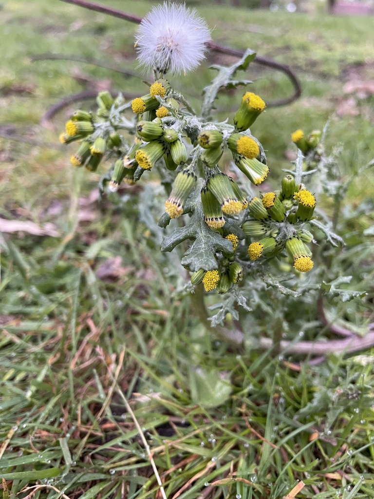 common groundsel from Richmond Park, Richmond, England, GB on 01 May ...