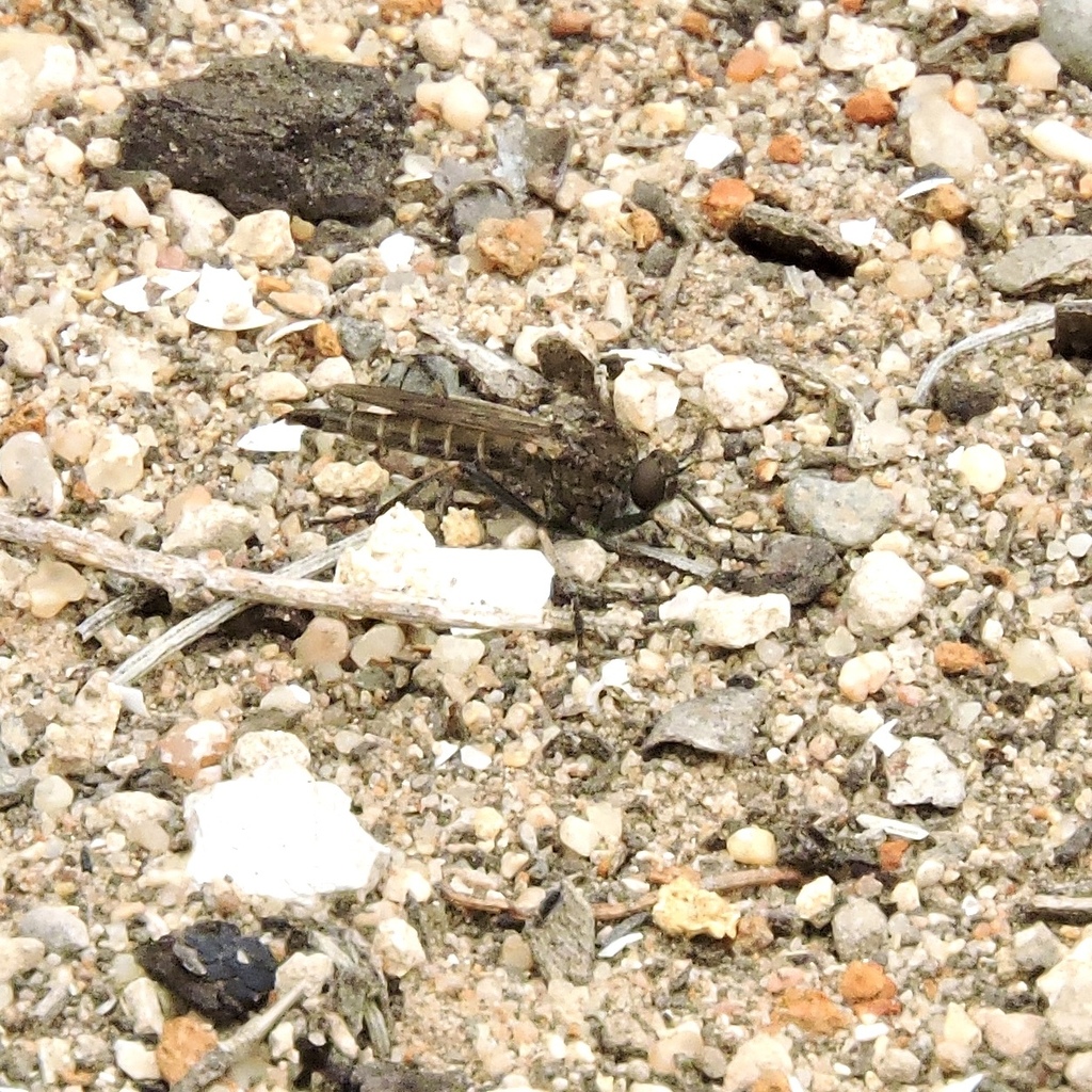 Asiloidea from Nildottie SA 5238, Australia on April 30, 2023 at 04:02 AM by Janet Whitington ...