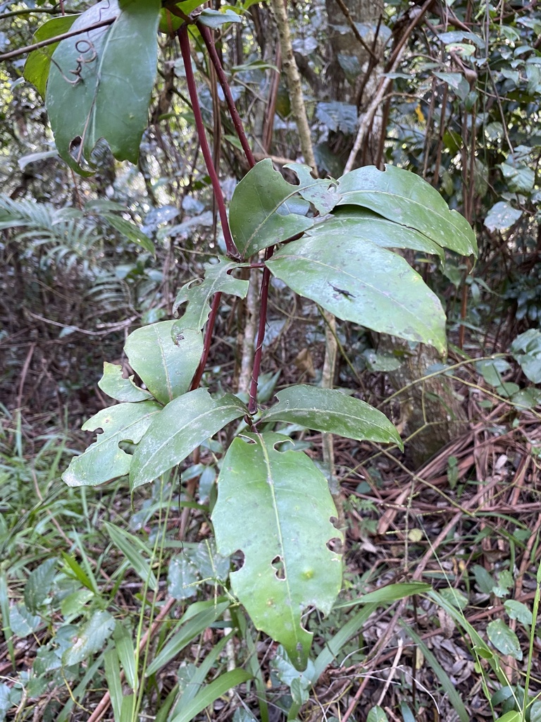 Native Grape from Conondale National Park, Kenilworth, QLD, AU on May 1 ...