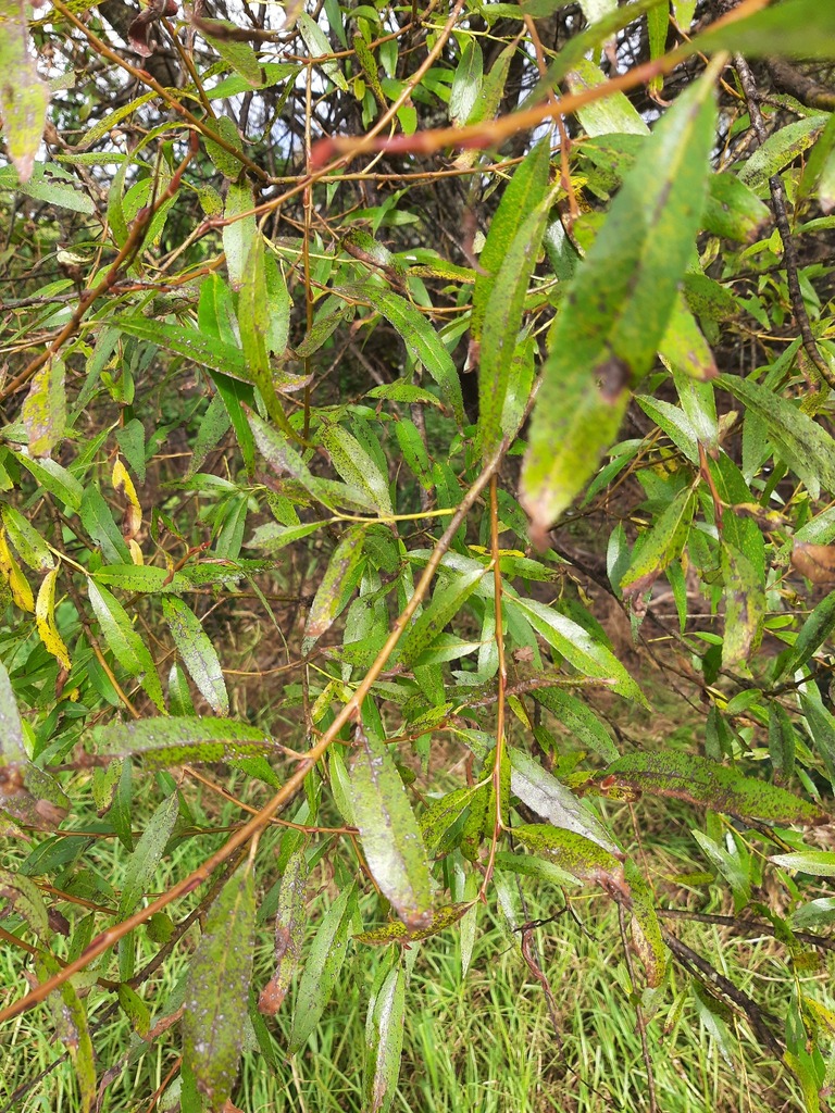 hybrid crack willow from Burgess Park, New Zealand on April 30, 2023 at ...