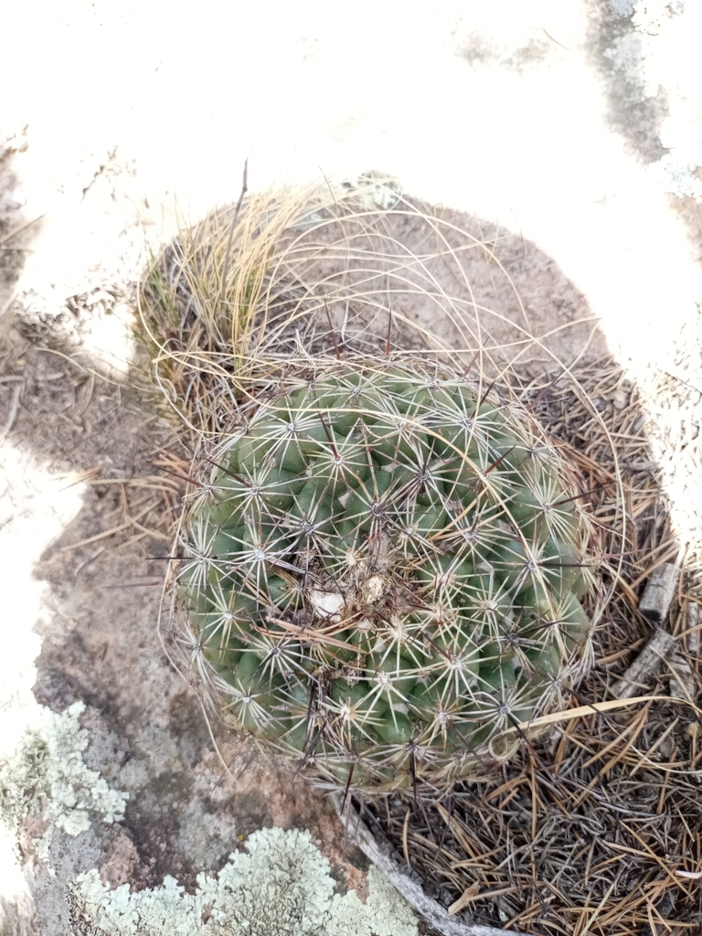 Coryphantha compacta from chihuahua on April 30, 2023 at 02:18 PM by ...