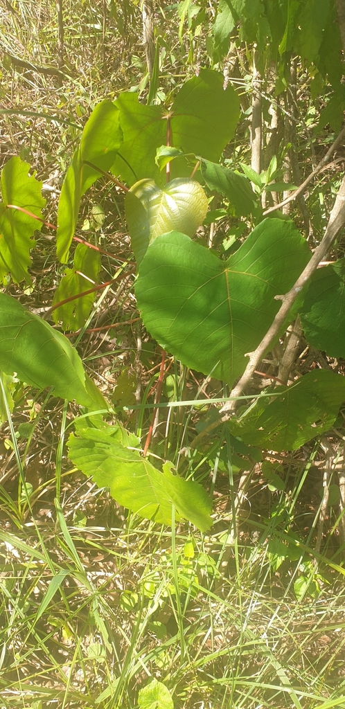 Wild Poplar from Camperdown Rural, 3720, South Africa on May 1, 2023 at ...