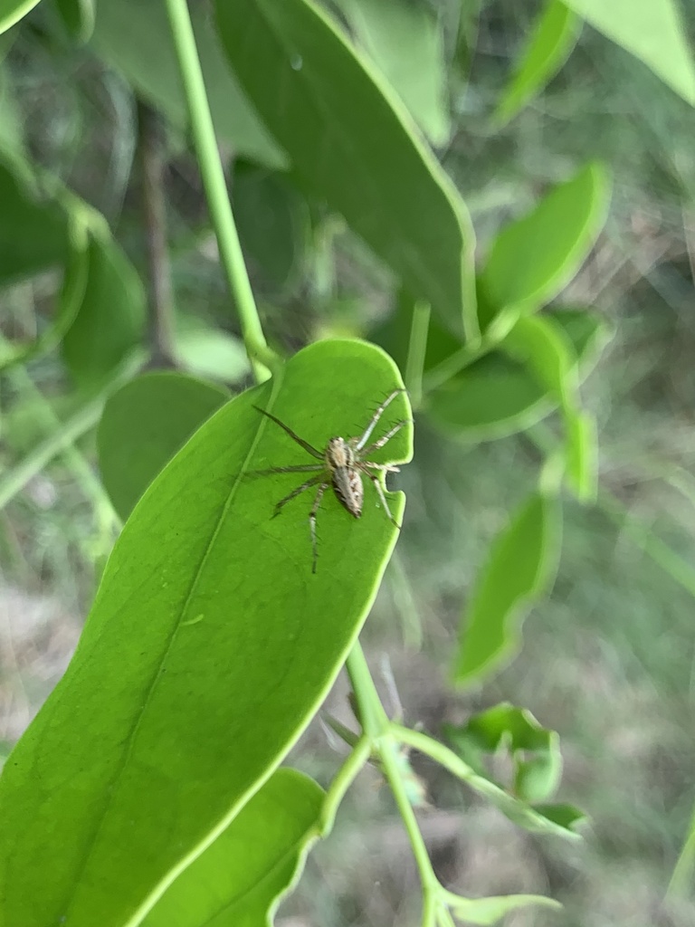 Grass lynx spiders from Airoli, Navi Mumbai, MH, IN on May 1, 2023 at ...