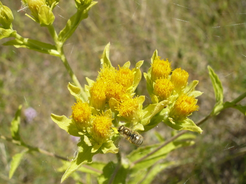 Pentanema bifrons · iNaturalist