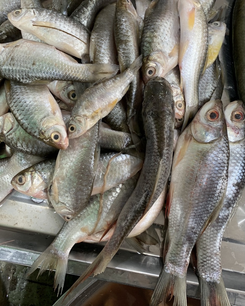Mud Carp from Maymyo, Mandalay, MM on May 01, 2023 at 05:18 PM by Win ...