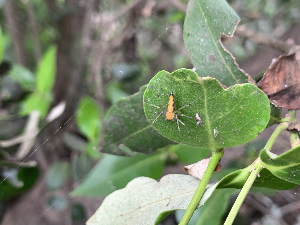 Grass lynx spiders from Airoli, Navi Mumbai, MH, IN on May 1, 2023 at ...