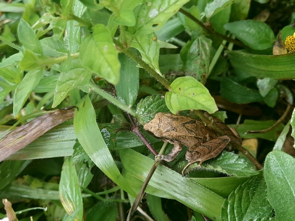 Cachabi Robber Frog from Reserva forestal Manzanillo on April 29, 2023 ...