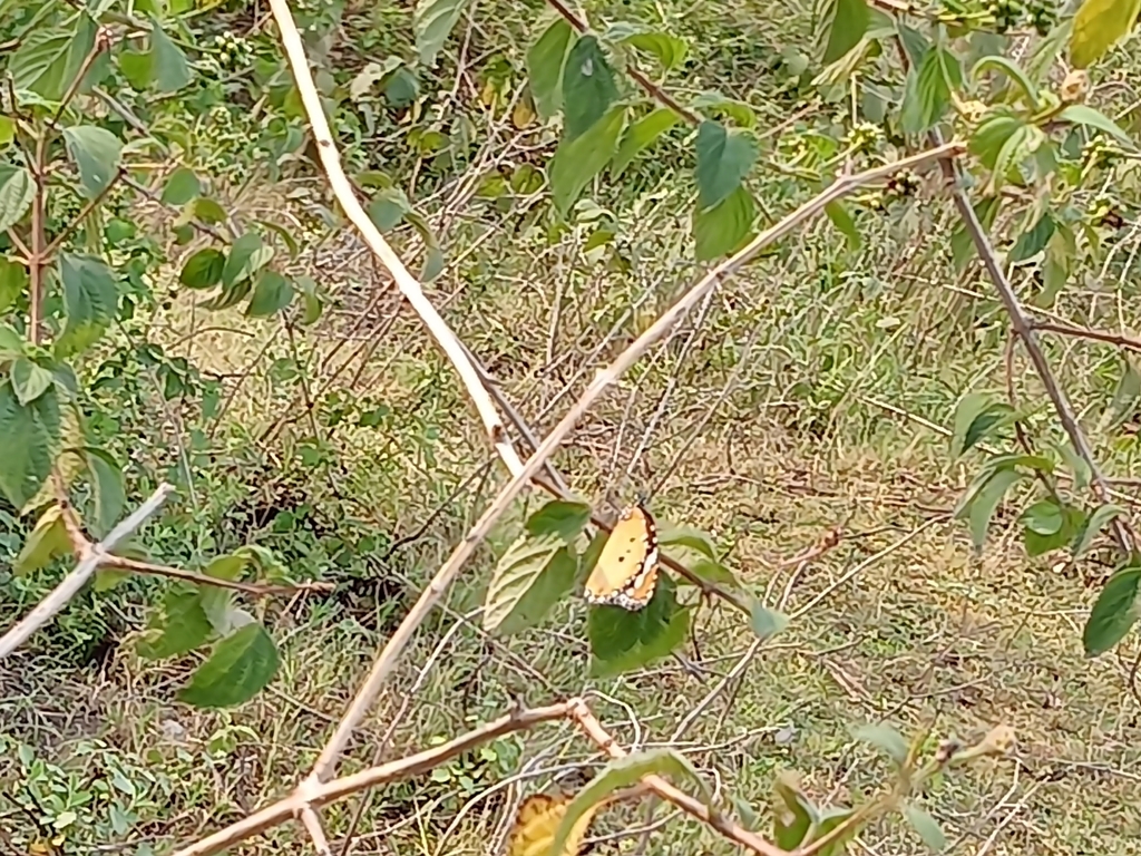 Plain Tiger Butterfly from Kishanpur, Uttarakhand 262311, India on May ...
