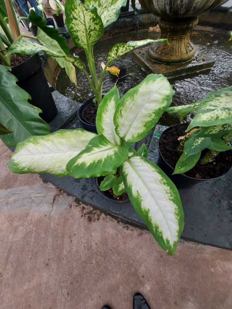 tuftroot from Durbanville on May 1, 2023 by Kath Kenyon Wimbush ...