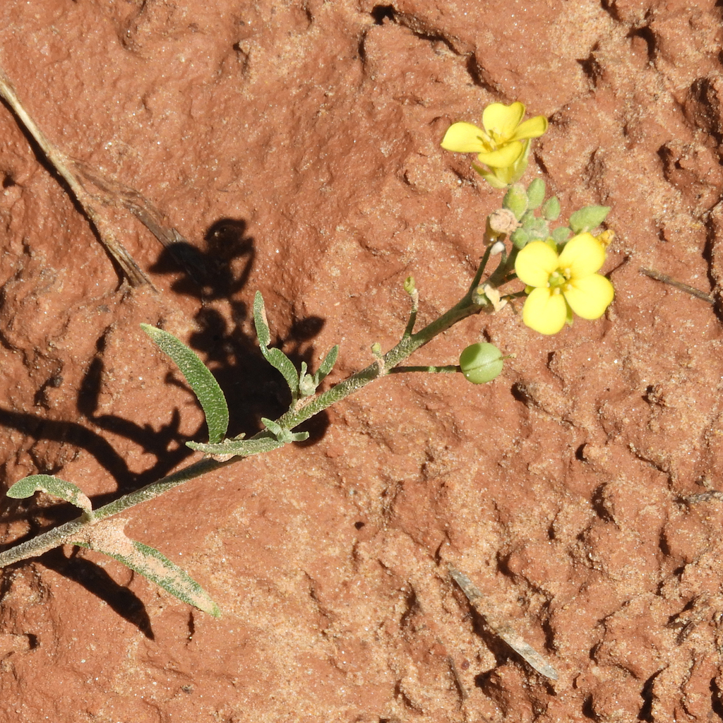 Gordon's bladderpod from Randall County, TX, USA on April 29, 2023 at ...