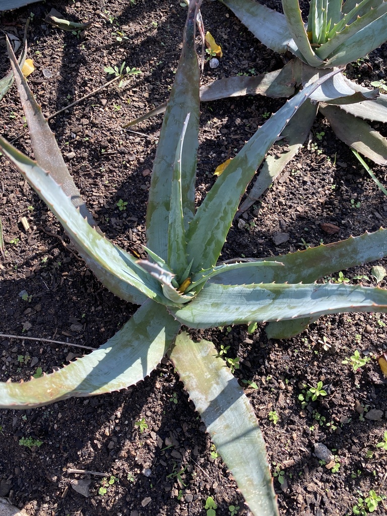 Dwala Aloe from Durban Botanic Gardens, Berea, KZN, ZA on May 1, 2023 ...