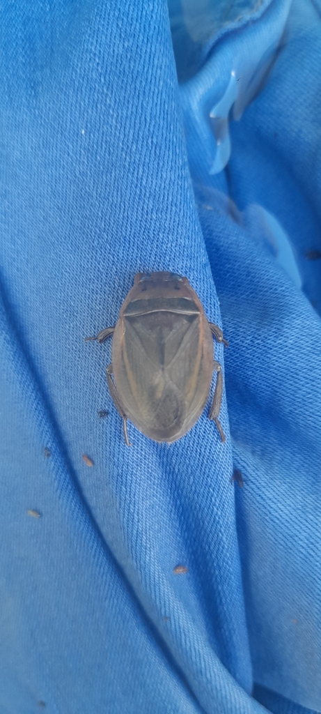 Giant Water Bugs from 54FC+W7, Trinidad, Bolivia on May 1, 2023 at 08: ...