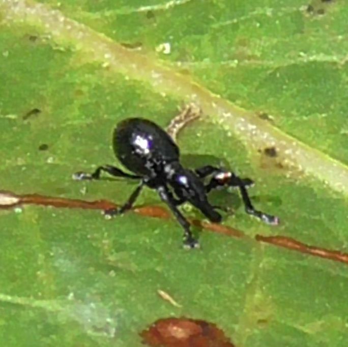 Rhynolaccus formicarius from Watsonville QLD 4887, Australia on May 1 ...