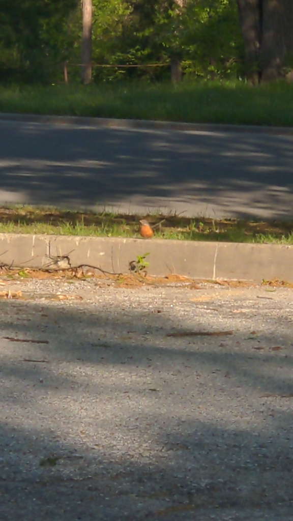 American Robin from Blenheim Square - Research Hospital, Kansas City ...