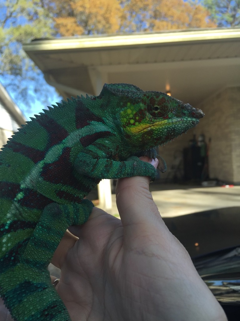 Panther Chameleon from Kentucky Ave, Kenner, LA, US on April 28, 2023 ...