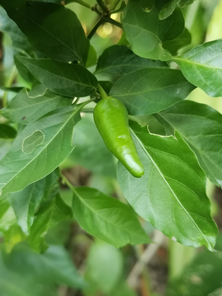 peppers from XRH3+X53, Provincia de Alajuela, San Rafael, Costa Rica on ...