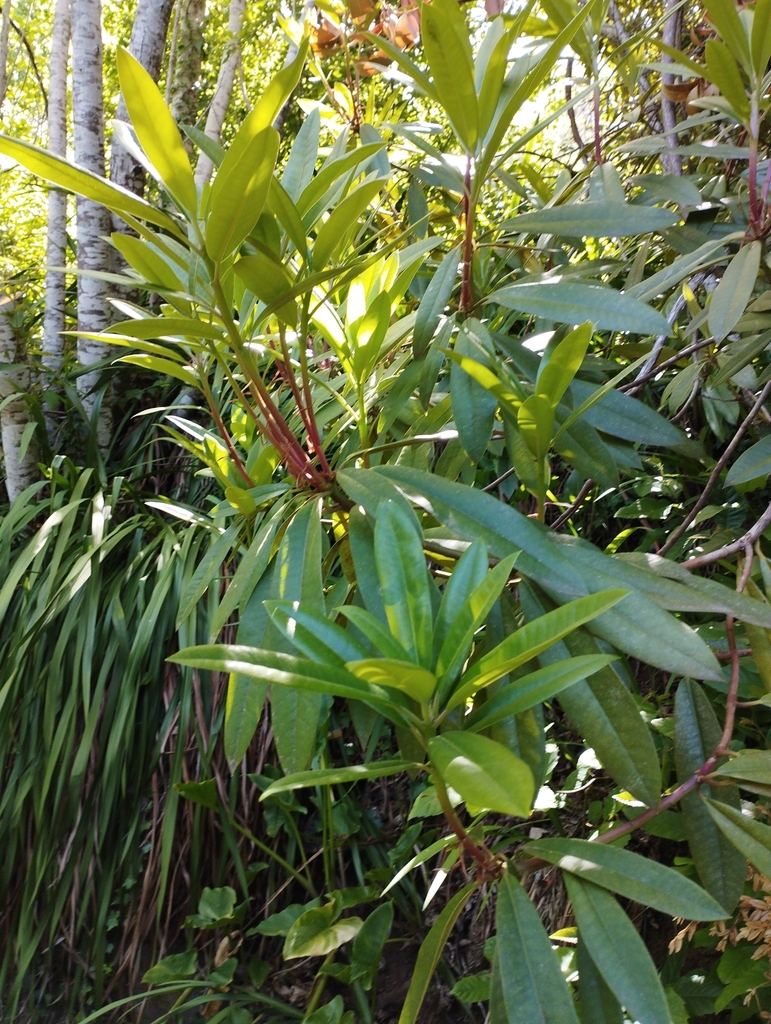 vascular plants from 9135, Portugal on May 01, 2023 at 04:02 PM by Élia ...