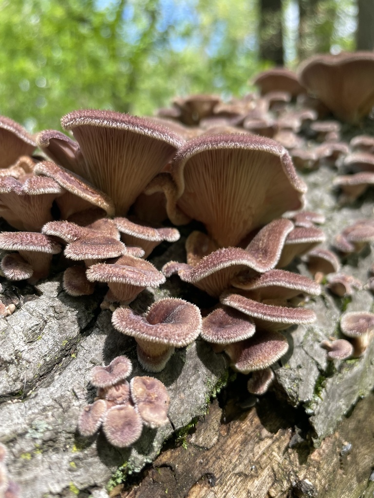 Hairy Oyster Mushroom from Franklintown, Baltimore, MD, US on May 1 ...