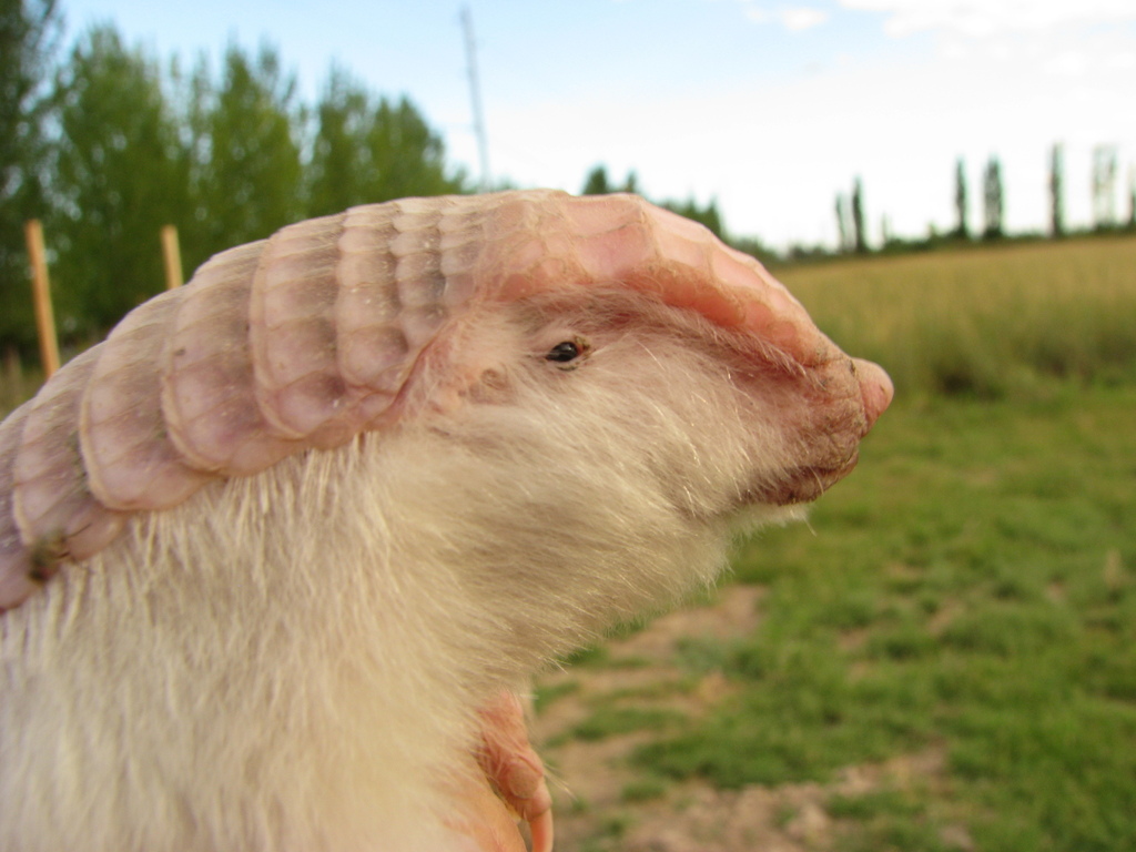 Pink Fairy Armadillo in March 2013 by Nico Bondel · iNaturalist