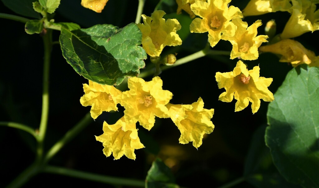 yellow geiger from Guayaquil, Ecuador on April 30, 2023 at 07:14 AM by ...