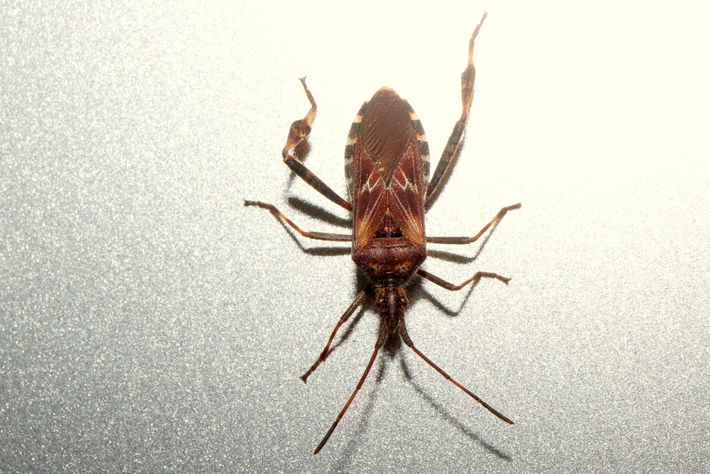 Western Conifer Seed Bug from Cautín, Araucanía, Chile on April 25 ...