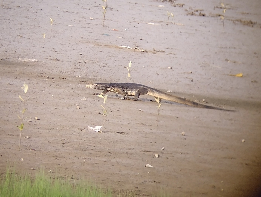 Togian Water Monitor from WF52+HH, Parang Loe, Tamalanrea, Makassar ...