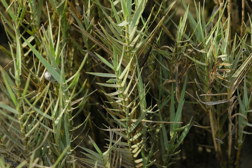 Distichlis palmeri · iNaturalist Mexico