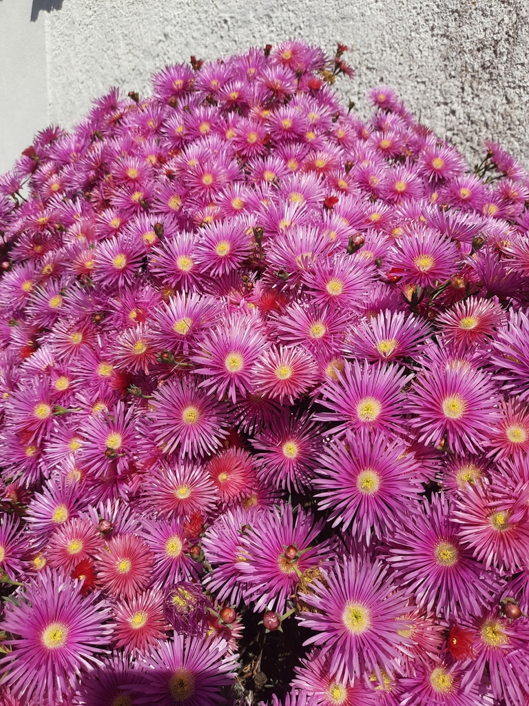 Sally-my-handsome from Казайш, Португалия on May 1, 2023 at 05:07 PM by ...