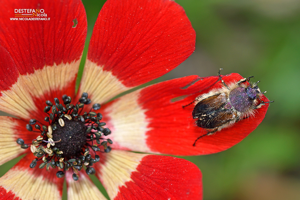 Pygopleurus from North Aegean Region, Grecia on April 22, 2023 at 06:30 ...