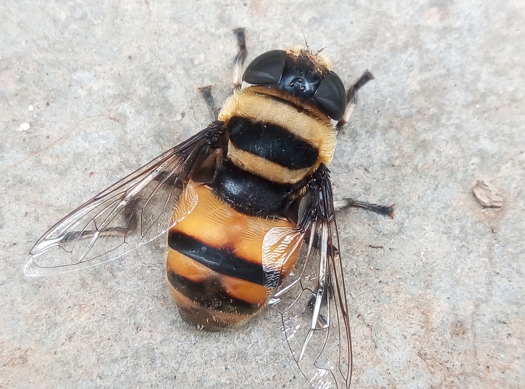 Phytomia curta from Utawala on April 30, 2023 at 01:05 PM by Bevon Dede ...