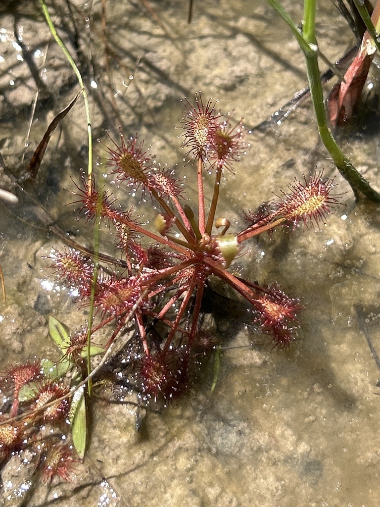 spoonleaf sundew in April 2023 by coledede · iNaturalist