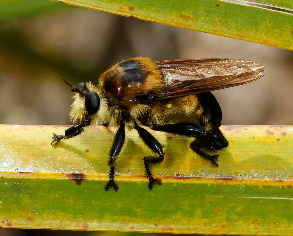 Laphria apila from Seminole County, US-FL, US on April 29, 2023 at 11: ...