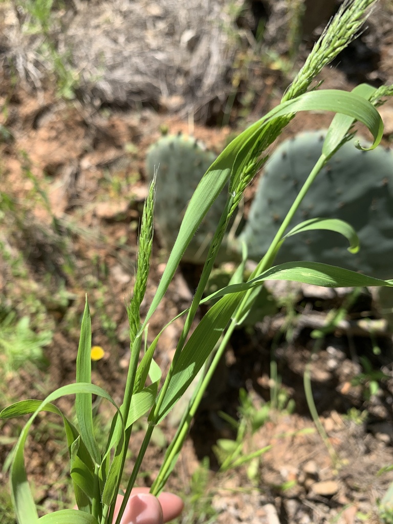 Ozark grass from Comanche, TX, US on May 1, 2023 at 11:59 AM by ...