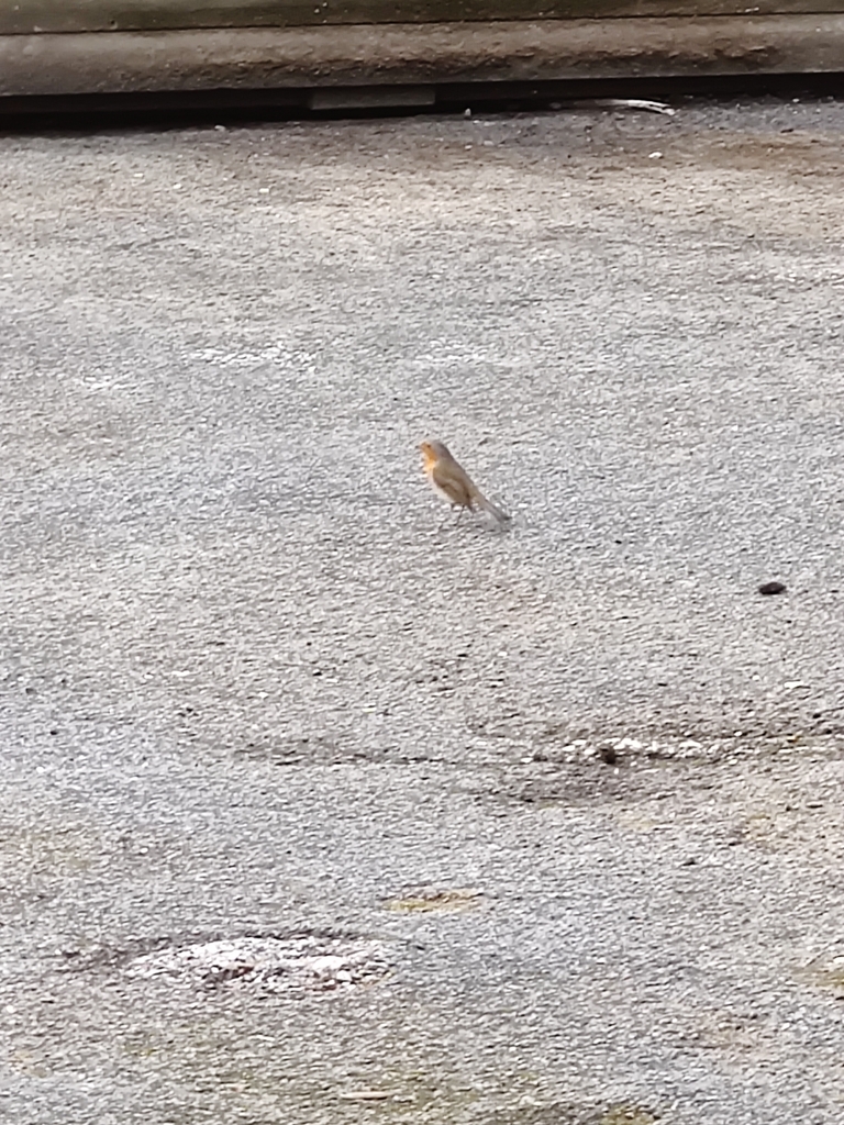 European Robin from Dudley DY1 4QD, UK on May 01, 2023 at 06:11 PM by ...