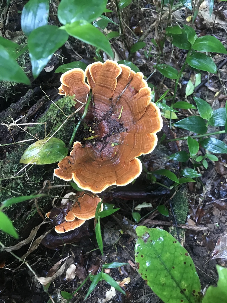 Stereum versicolor from Witheford Scenic Reserve, Bayview, Auckland, NZ ...