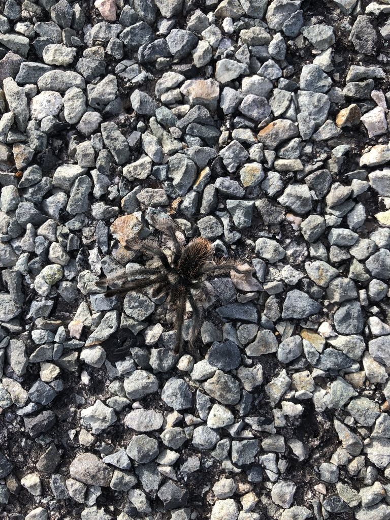 Aphonopelma parvum from NM-80, Lordsburg, NM, US on October 29, 2018 at 03:32 PM by Michael ...