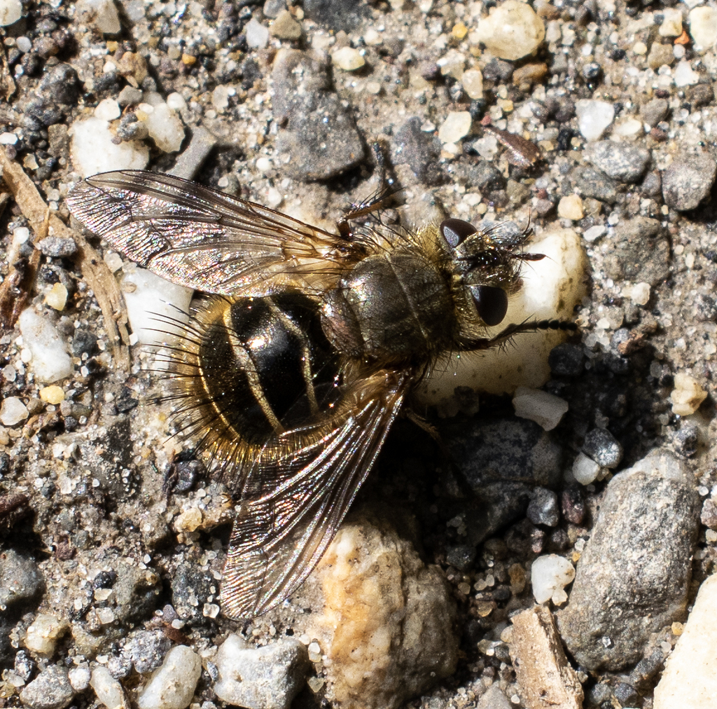 Tachina ursina from Racu, Romania on May 1, 2023 at 04:28 PM by Ábrahám ...