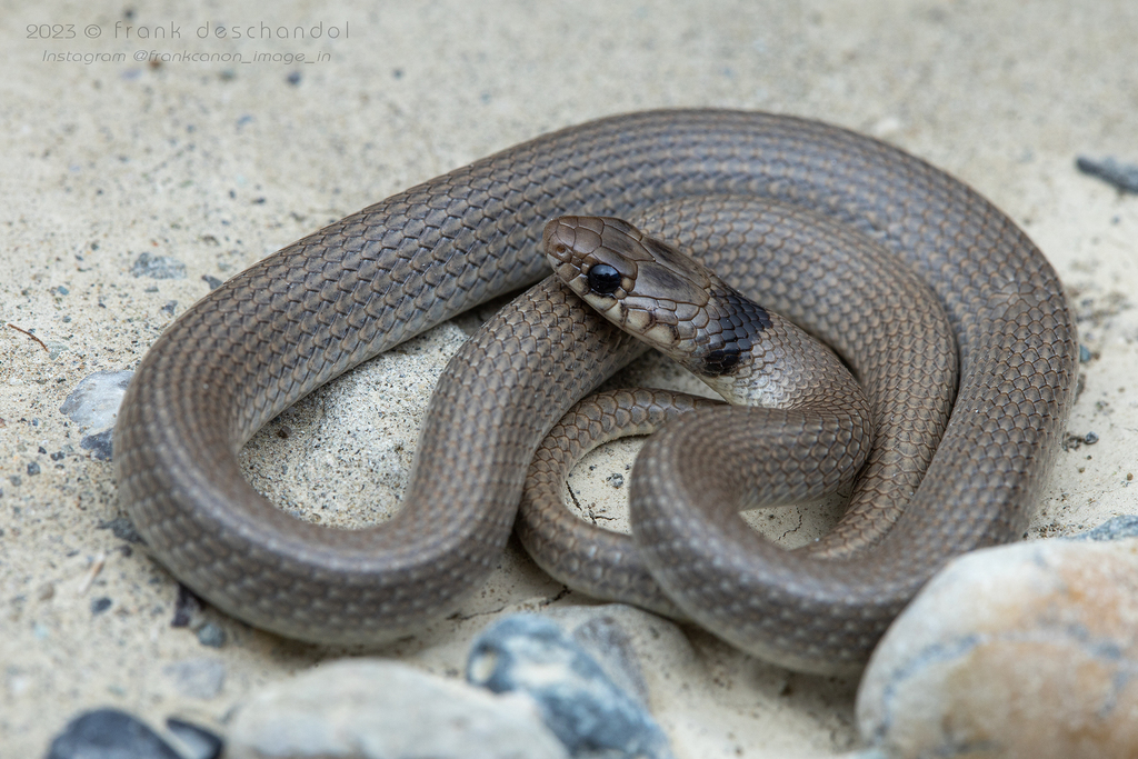 Collared Dwarf Snake from Kakhétie, Géorgie on April 23, 2023 at 10:15 ...