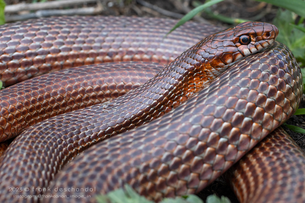 Red-Bellied Racer from Kakhétie, Géorgie on April 20, 2023 at 11:07 AM ...
