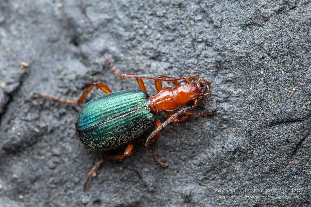 Bombardier Beetles from Kakhétie, Géorgie on April 22, 2023 at 10:18 AM ...