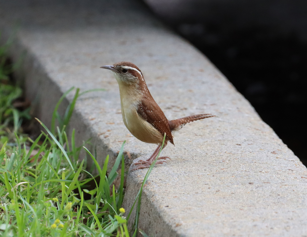 Carolina Wren from Tallahassee, FL, USA on May 01, 2023 at 12:01 PM by ...