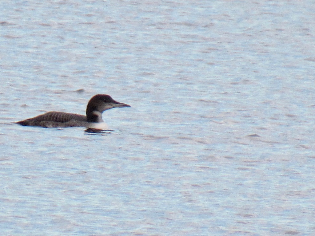 Common Loon from Aurora Reservoir, Aurora, CO 80016, USA on October 29 ...