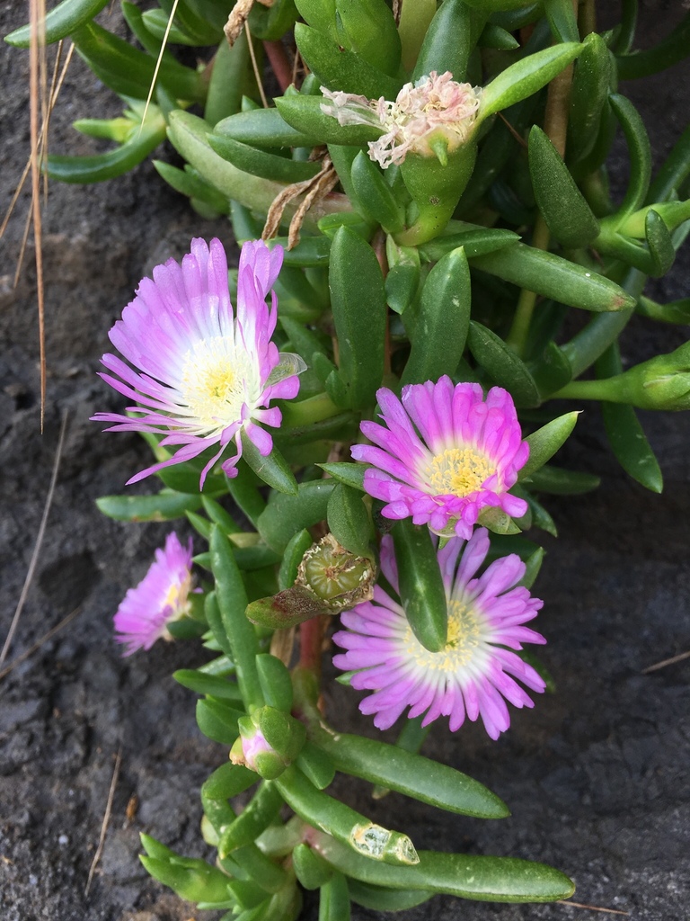 Angular Sea-fig from 0494, Hihi, Northland, NZ on October 29, 2017 at ...