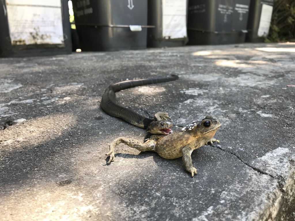 Asian Common Toad from Reservoir Road, , Hong Kong, HK on October 30 ...