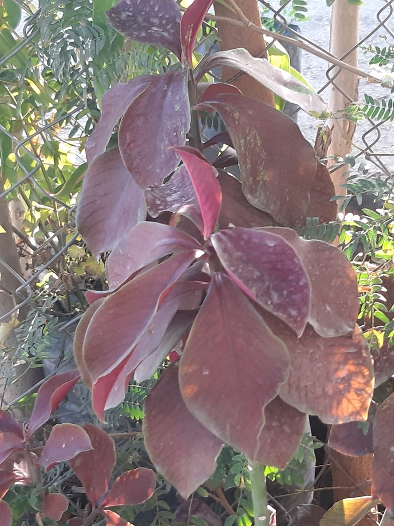 spurges from Apodaca on May 1, 2023 by Aurora. Rojizo · iNaturalist